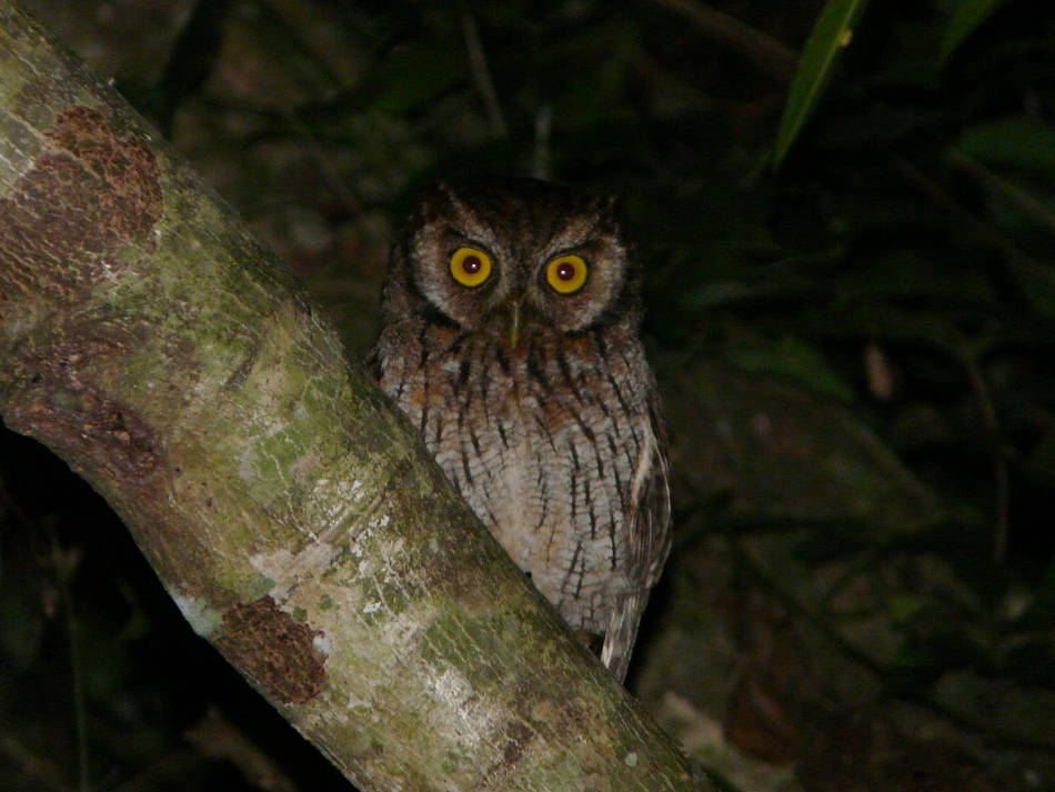 Corujas brasileiras | Aves de Rapina Brasil