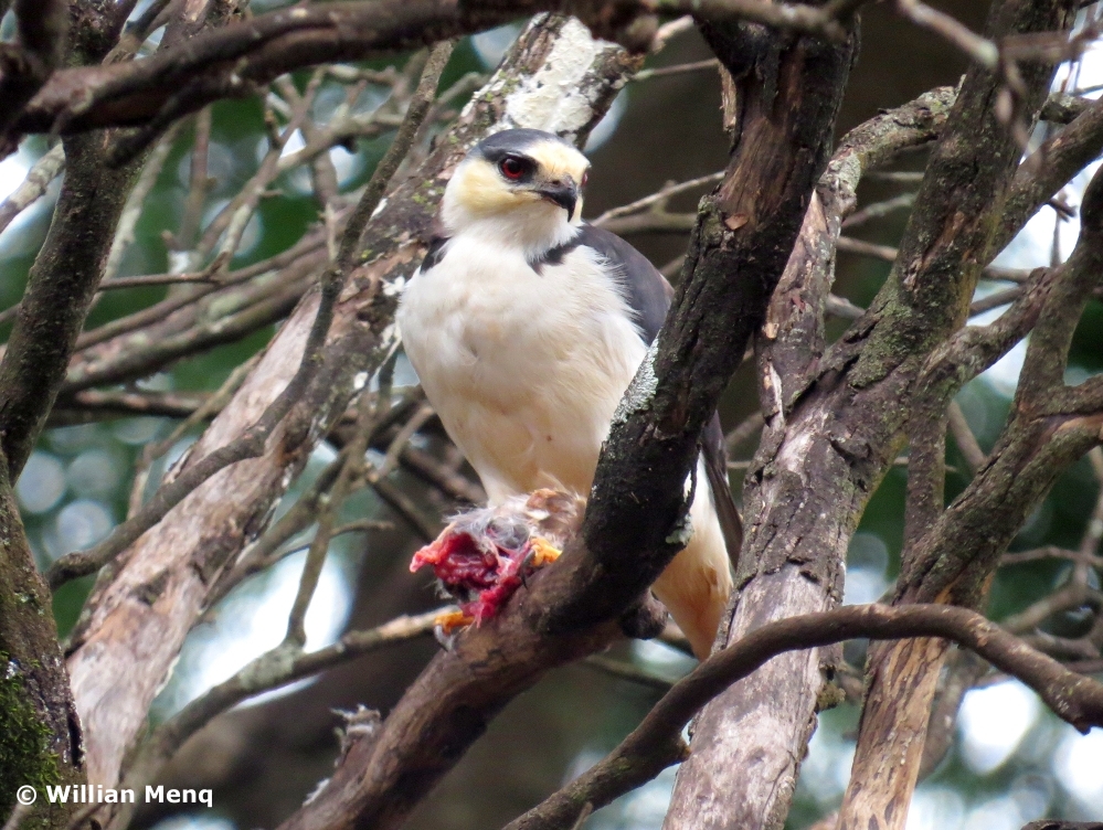 O que são aves de rapina? | Aves de Rapina Brasil