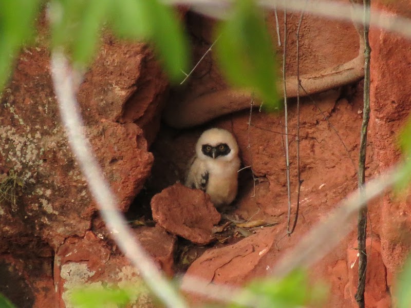 Corujas brasileiras | Aves de Rapina Brasil