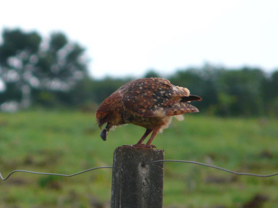 Corujas brasileiras | Aves de Rapina Brasil